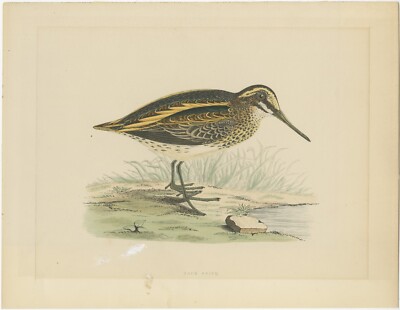 Original Antique Bird Print of a Jack Snipe | eBay