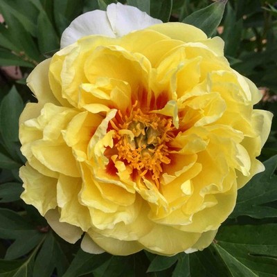 Poppy Papaver paeoniflorum - Double Yellow Peony | eBay