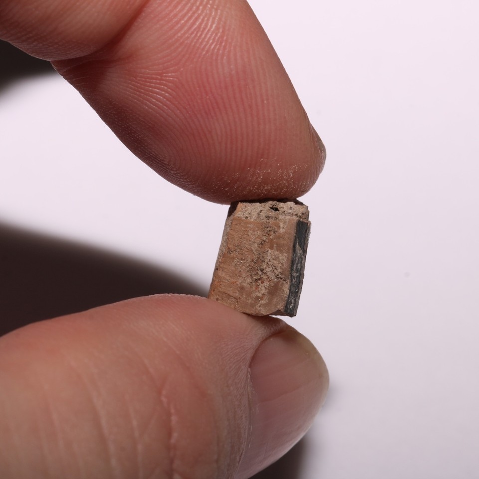 Tyrannosaurus Rex T.rex Tooth Chunk with Beautiful Serrations - Hell ...