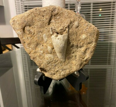 RARE Beautiful 488 MILLION YEAR OLD Horn Coral Dinosaur Fossil Tooth ...