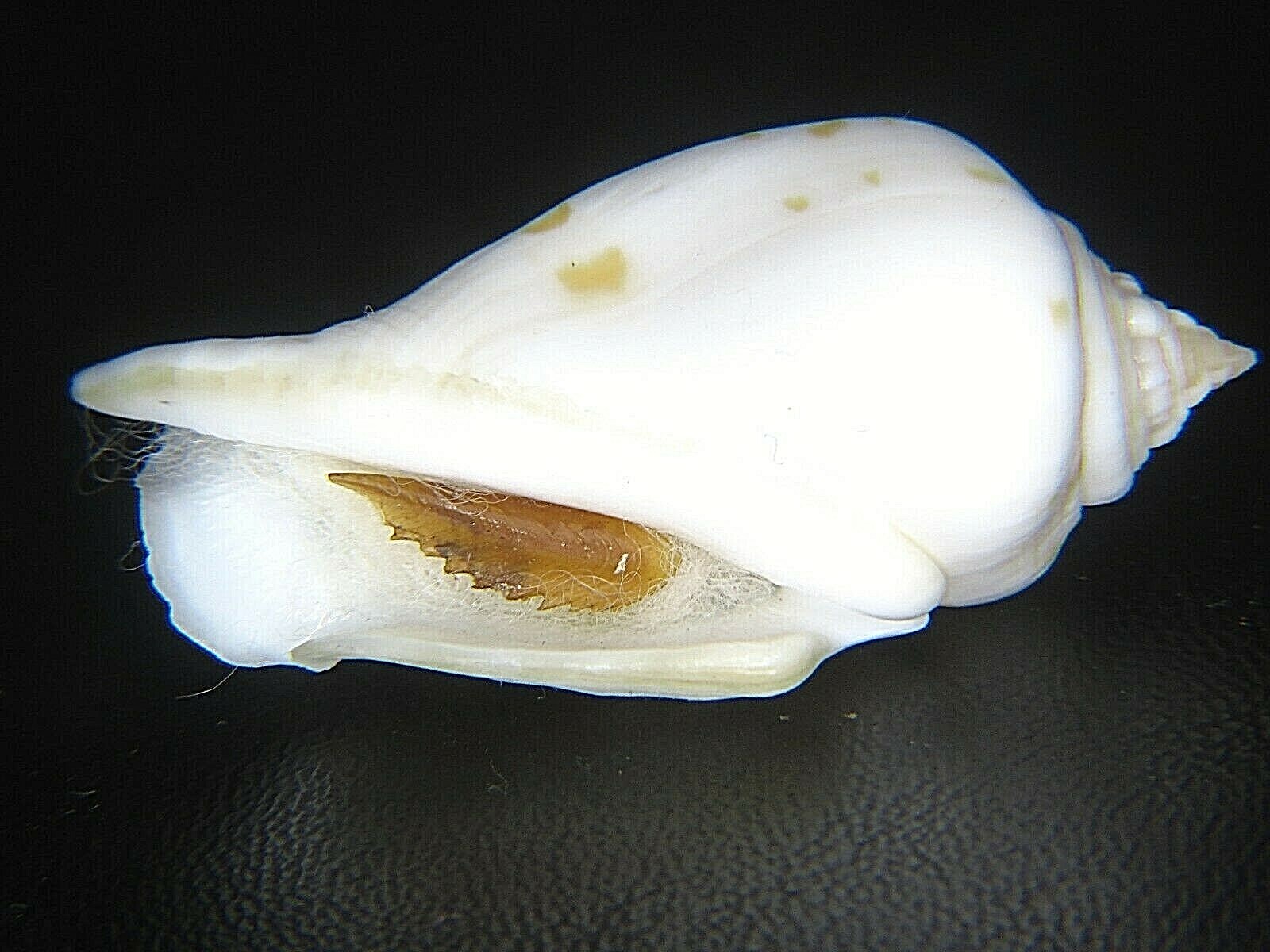STROMBUS GIBBERULUS DEKKERI: NEW SPECIES JUST NAMED IN 2021 @ 43.0MM W ...