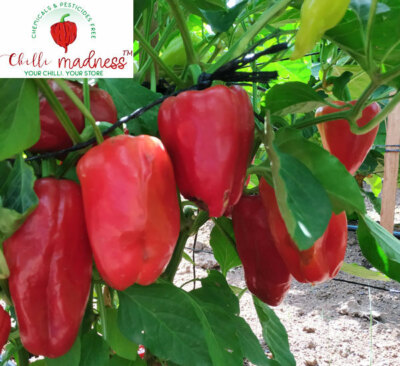 Keystone Giant Sweet Pepper Heirloom Variety Sustainably Grown in OZ 10 ...