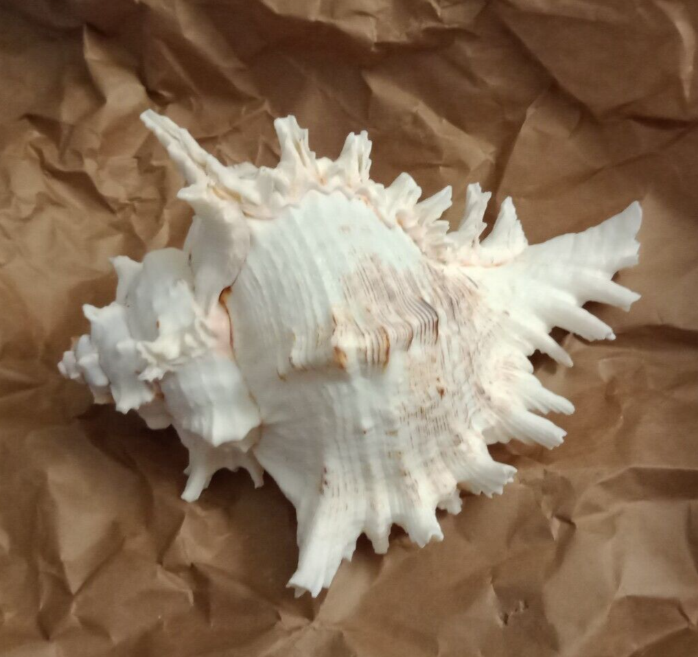 Large Natural Conch Seashell Murex Ramosus 7"- 8" Rare Real Aquarium ...