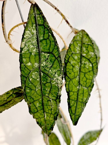 Hoya clemensiorum sp kermiri [n26j001] 1 pot, 1 plant, 20-22 inches ...