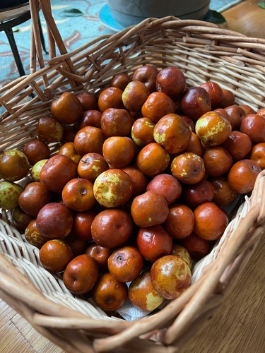 Live Winter Jujube Tree , Chinese date， Lot of 2, 冬枣树苗+Sugarcane | eBay