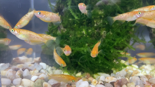 Lot of 8 Medaka, Red King Glitter Japanese Rice Fish, Easy Aquarium ...