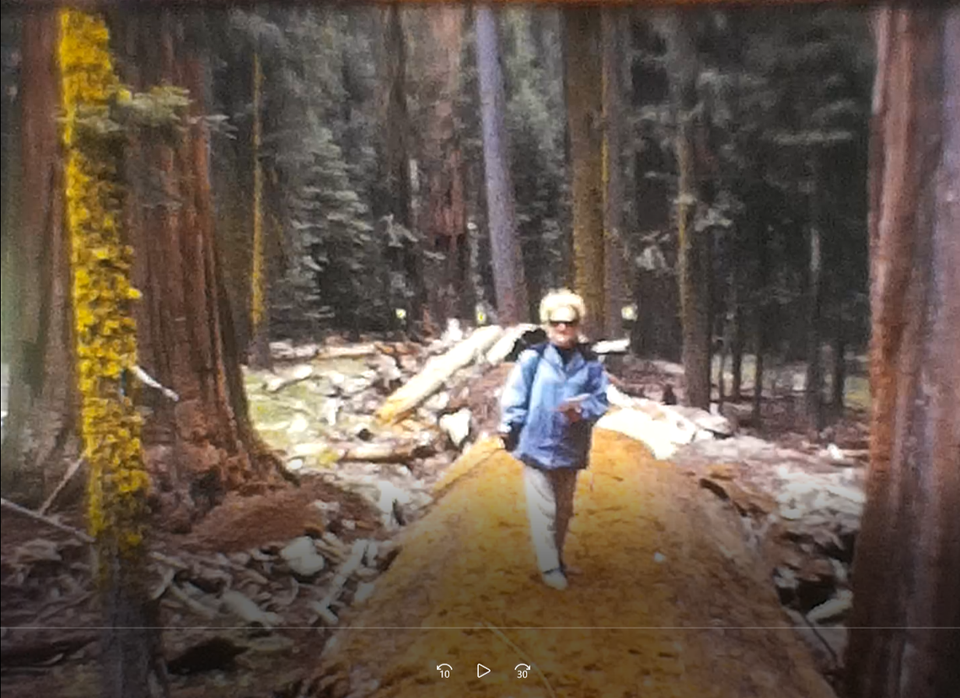 CALIFORNIA REDWOOD GIANT TREES TRIP CA VINTAGE SUPER 8 HOME Movie Film ...