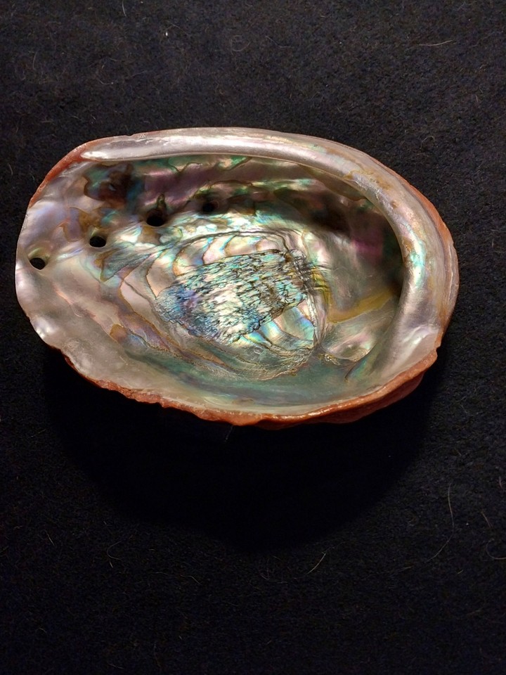 Natural Red Abalone Shell, Haliotis Rufescens, 1.03 lb. Excellent Condition | eBay