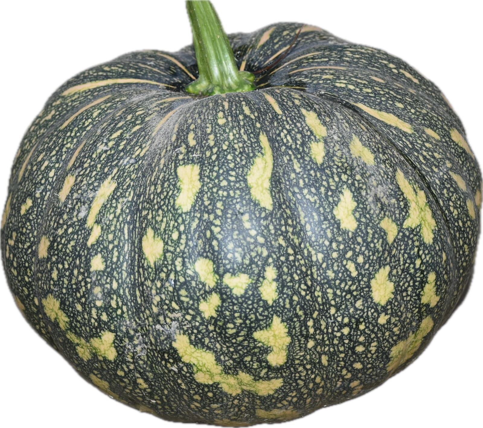 Pumpkin - Bangla Sweet Spotted - Dotted Pumpkin- 6 Indian sweet Pumpkin ...