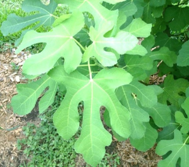 1 LSU Purple Fig Tree Plant, Fully Rooted Live Plant, Ficus Carica Cold ...