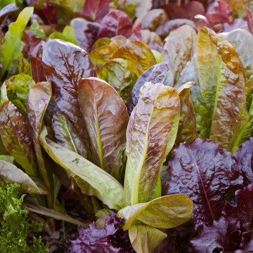 Lettuce ROMAIN RED COS 150 Seeds HEIRLOOM vegetable garden ALL SEASON ...