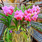 Vanda Pots Orchid Garden Black Plastic Hanging Compatible Mesh Net ...