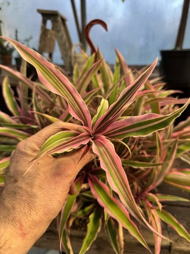 CRYPTANTHUS OSIRIS ‘RAINBOW STAR’! LARGE UNROOTED OFFSET | eBay