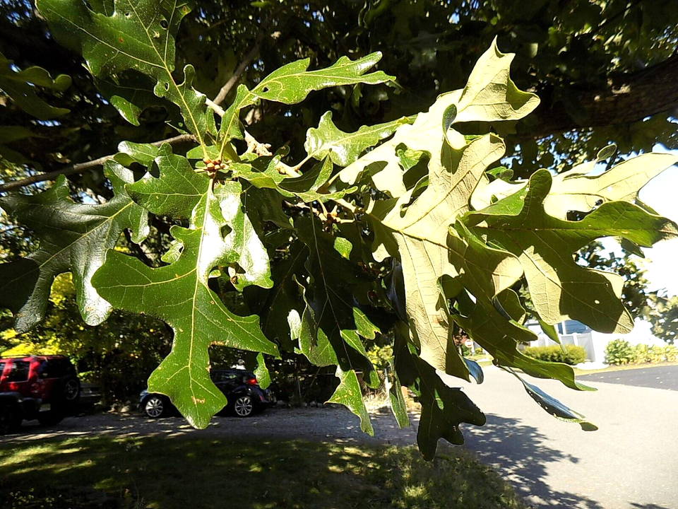12 POST OAK ACORNS - Quercus stellata | eBay