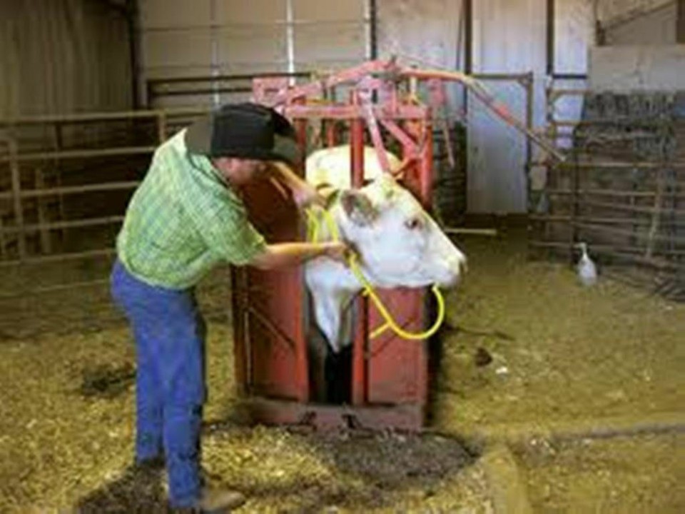Hook Doctor Calf Catcher Dual Tool Eartag Mouth Treat Cattle Control ...
