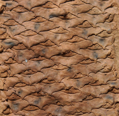 Perfectly preserved rarer fossil plant lycopod species Lepidophloios ...