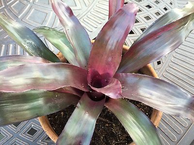 Beautiful Purple Bromeliad | eBay