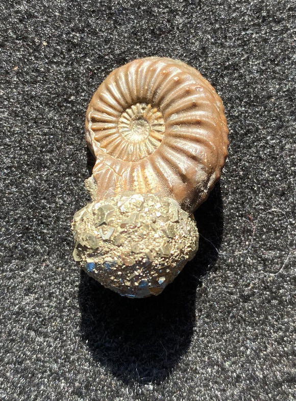 Pyritized Ammonite Fossil Pyrite Jurassic Pleuroceras Gold Golden 0.6 ...