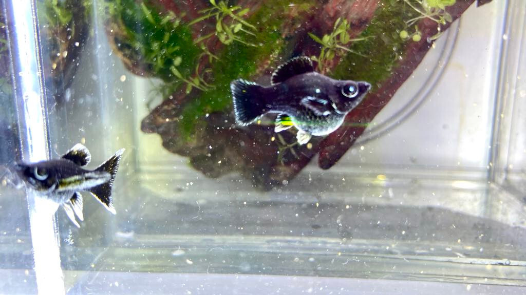 MOLLY METALLIC BLK CRYSTAL EYE LYRETAIL JUVENILLE LIVE FISH BREEDER ...