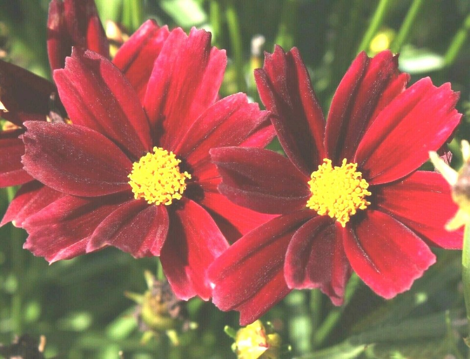 2001+Dwarf RED PLAINS COREOPSIS Seeds Native Wildflower Drought Heat ...