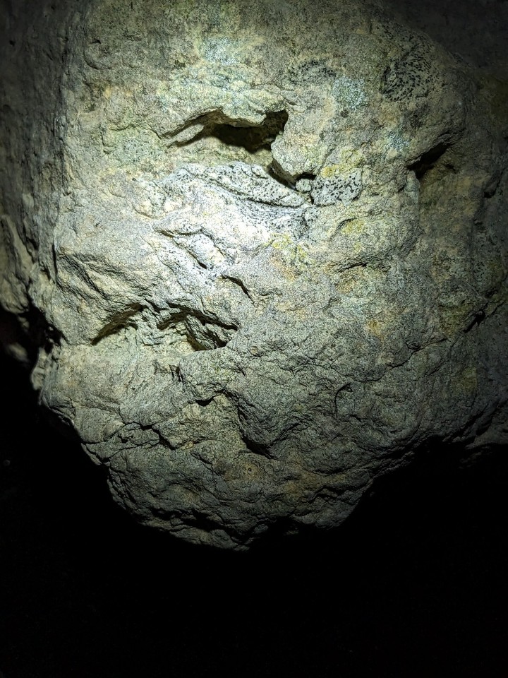 Fossilized Head Fossil Of Unknown Animal With Teeth Still Intact. | eBay