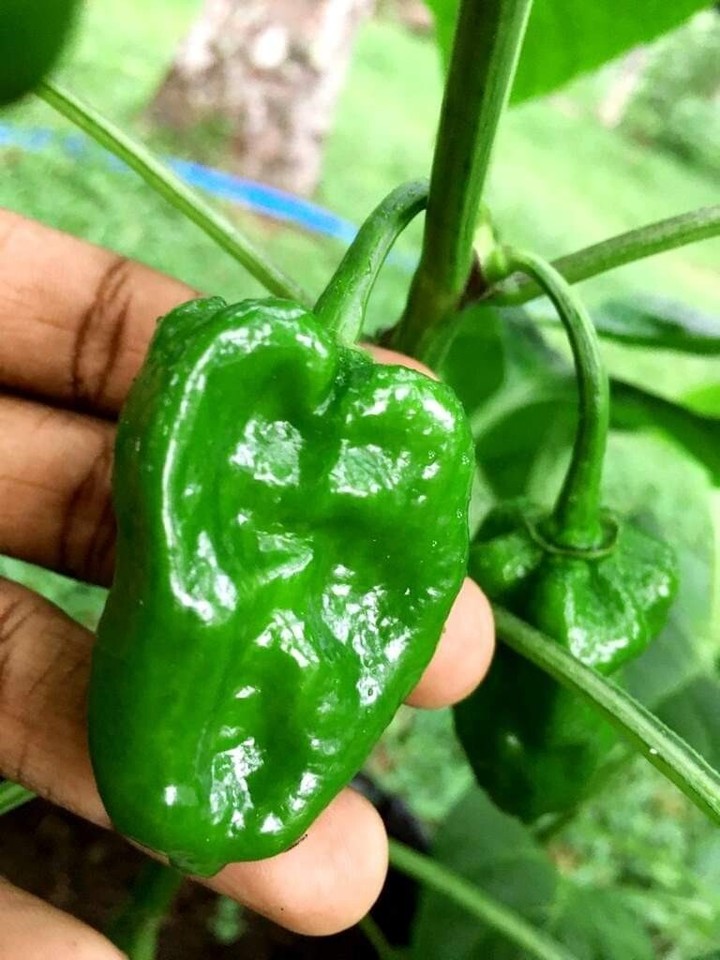 1000+ Super Hot SCOTCH BONNET Heatless Caribbean Ghost Pepper Chili ...