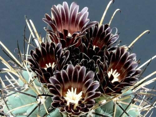 CAT’S CLAW CACTUS (Sclerocactus uncinatus) 10 seeds | eBay Australia