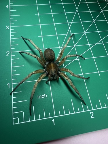 Large Florida Wolf Spider wet specimen oddities Taxidermy Mummified ...