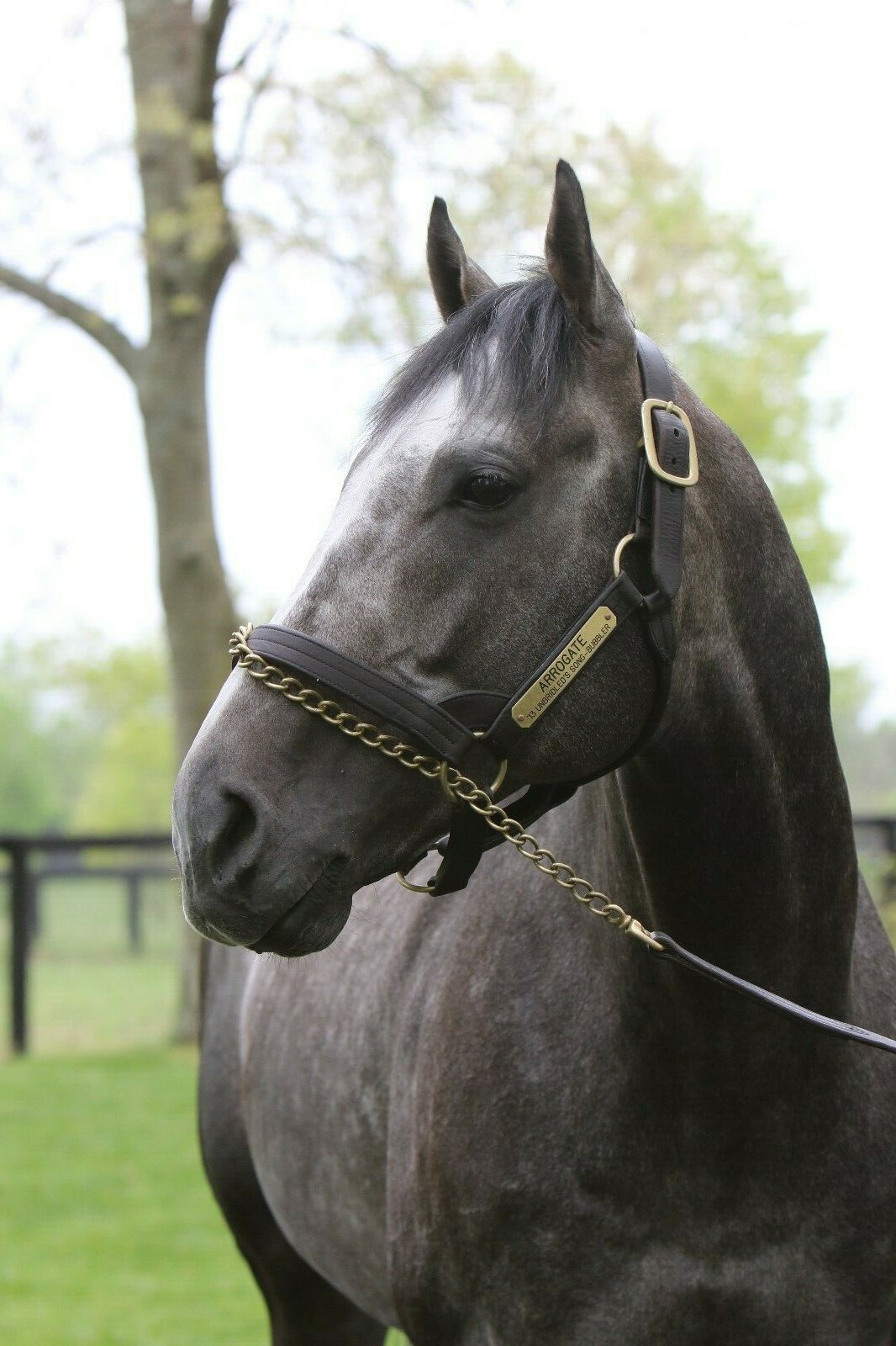 COLOR PHOTO ARROGATE portrait | eBay