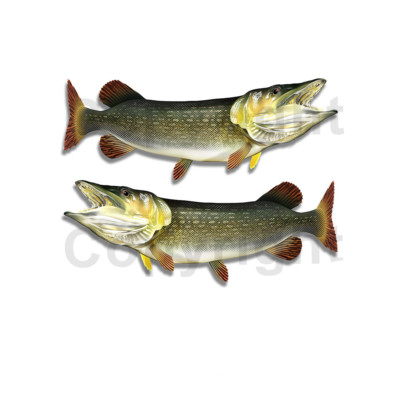 Pike Fish Sticker Decal Fishing RV Boat Car Truck Camper Trailer F047 2 ...