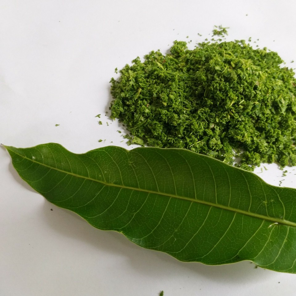 Homemade Fresh Natural Organic 100% Pure Dried Green Mango Leaf Powder ...