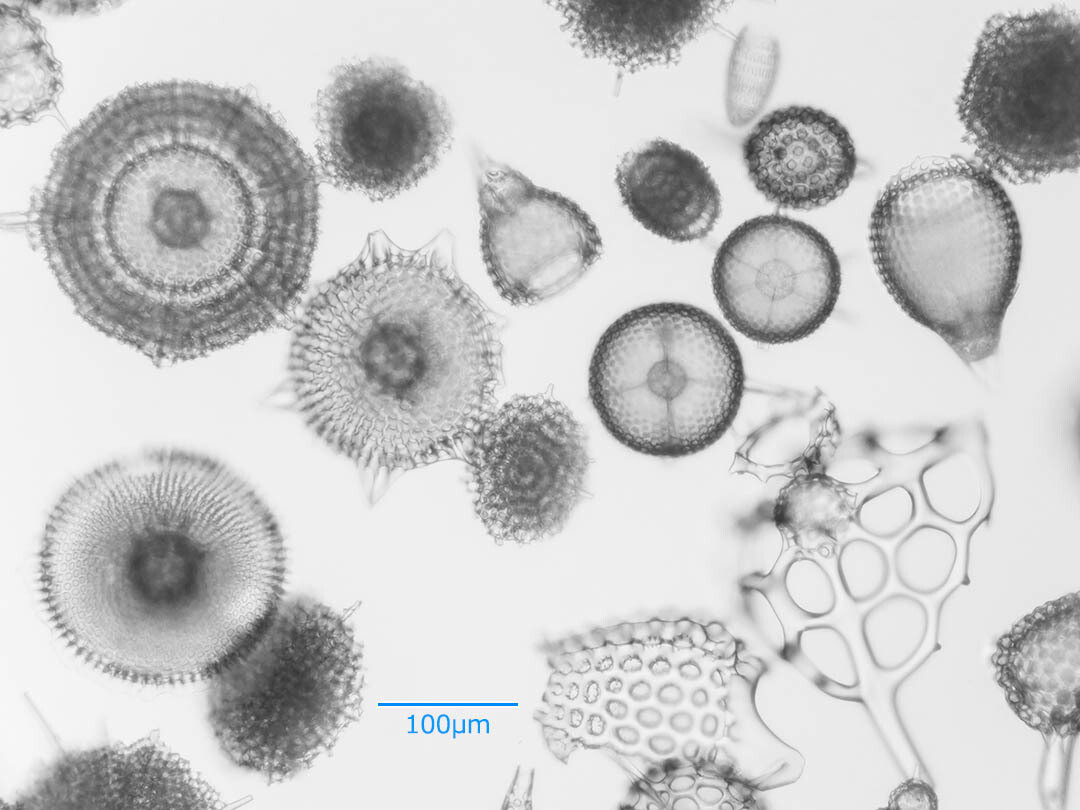 Radiolarians Microscope Mic UK: Enjoying Old Slides. Part II.
