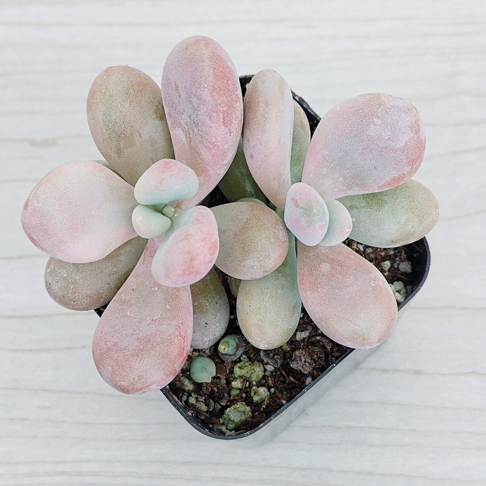Succulent Live Plant - Pachyphytum Oviferum : Pink Moonstone - In 2 ...