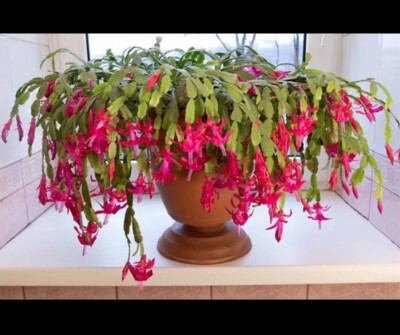 Fast Growing! Red Christmas Cactus Cutting! From Momma Plant 15 Years ...