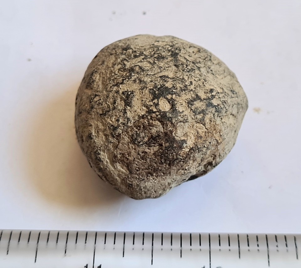 Extremely Rare Wealden Dinosaur Coprolite - fossil Poop! Rare Smaller ...