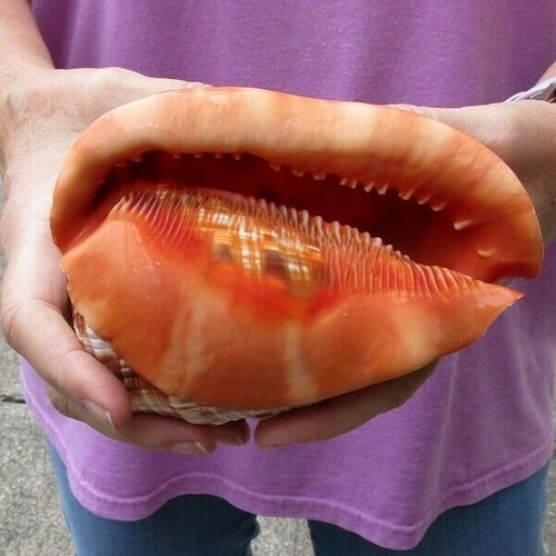 5 inch Cameo Shell Red Helmet Bullmouth Seashell seashells sea snail (S ...