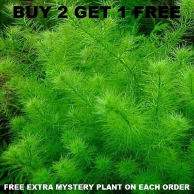 MYRIO FILIGREE BUY 2 GET 1 FREE planted tank aquarium live plant ...