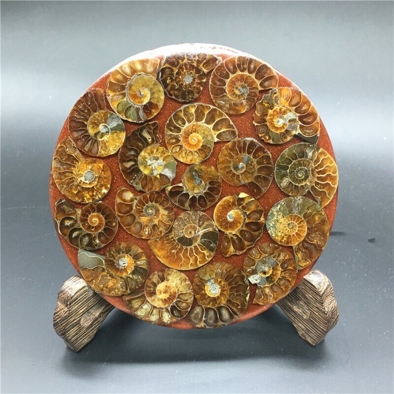 Half Cut Ammonite Shell Jurassic Fossil Disc Madagascar (120g 118mm ...