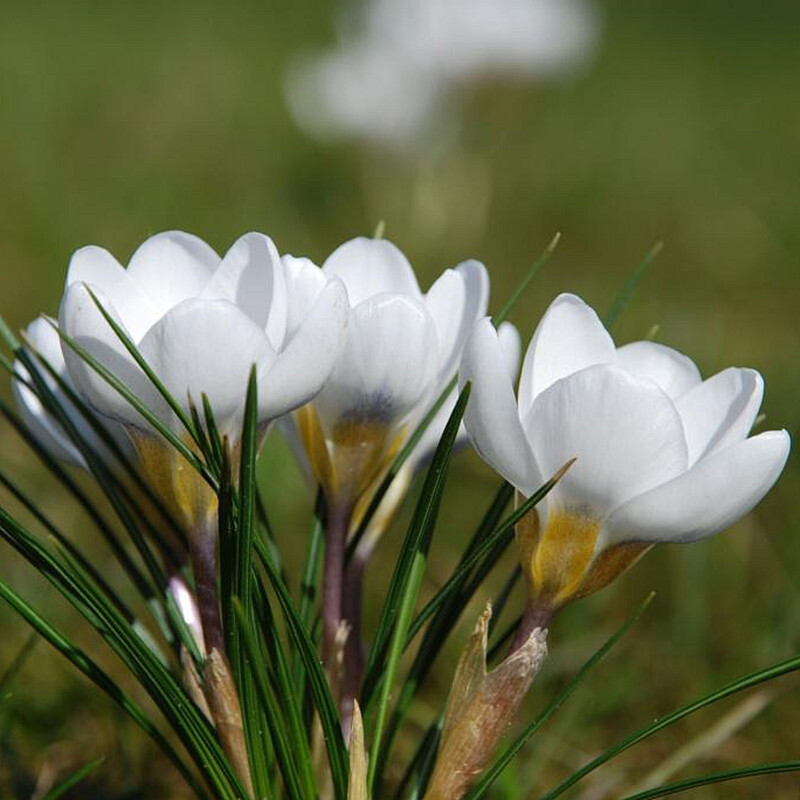 20 EXOTIC RARE CROCUS SEEDS for garden flower beds plant bush USA ...