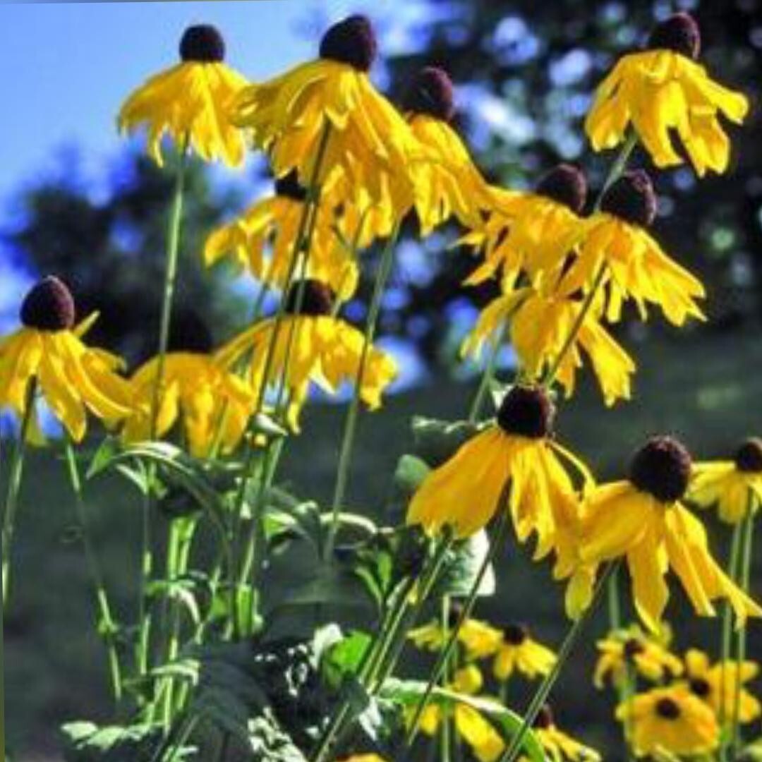 Rudbeckia Grandiflora -SUNDANCE (Tall Coneflower)-20 seeds/HP | eBay UK