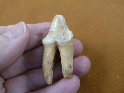 (F311-6) 1-3/4" ancient Genuine Giant European Cave Hyena molar T**th ...