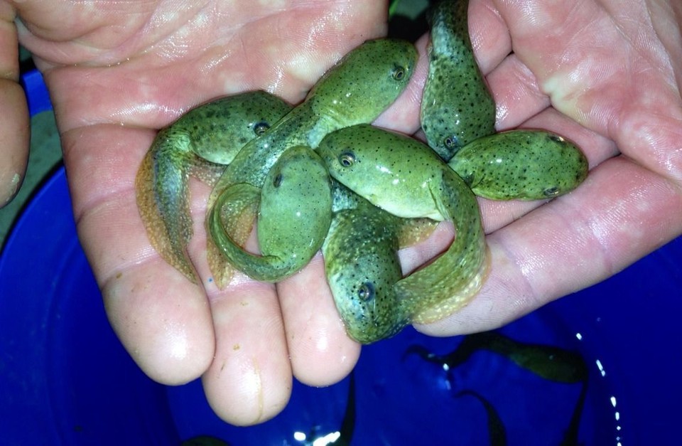 2 combos 50 Lot Live Bullfrog Tadpoles & 50 Lot Trapdoor Snails For Koi ...