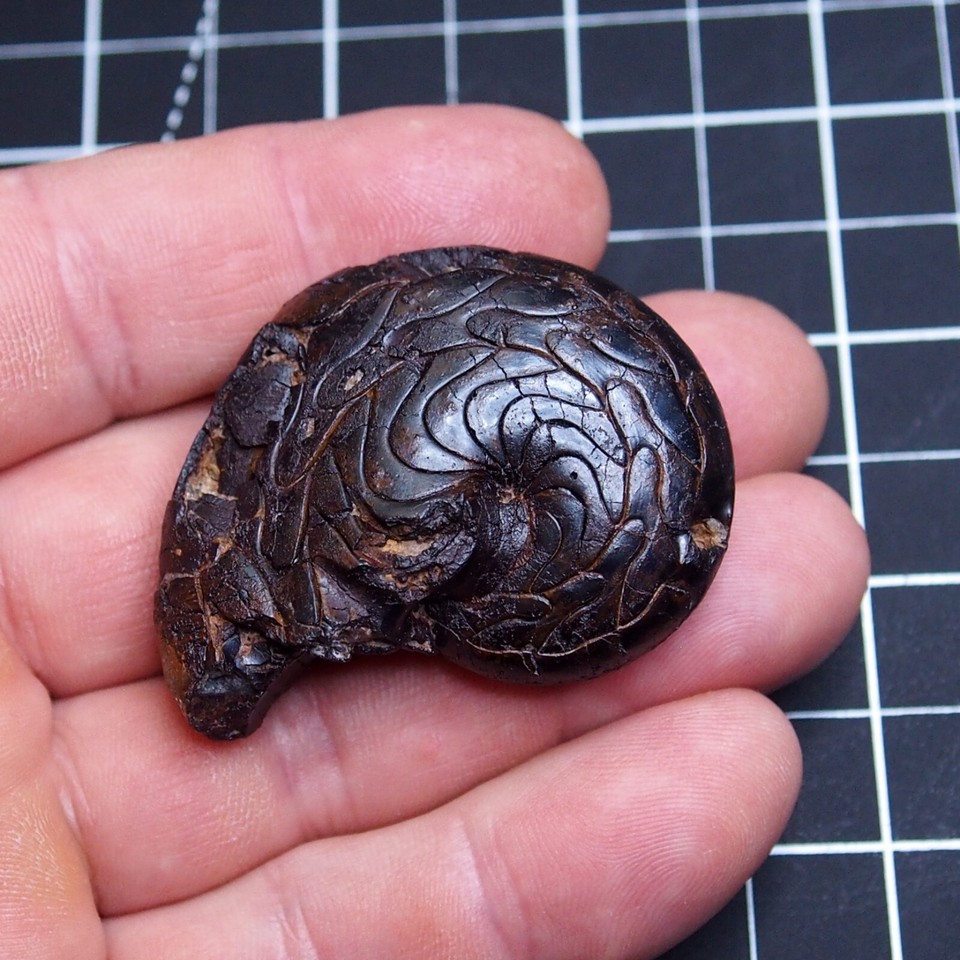 52mm 65gr Large Goniatite Hematite Devonian Mineral Fossil Ammonite 1 ...