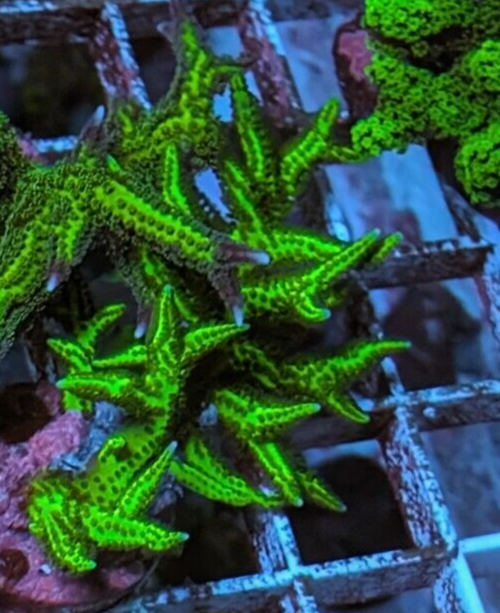 EASY SPS 6 PACK - Aquaculture Coral Frags- $100 | eBay