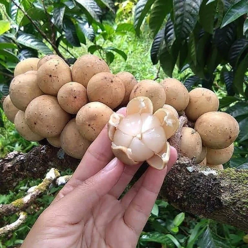 Langsat Fruit