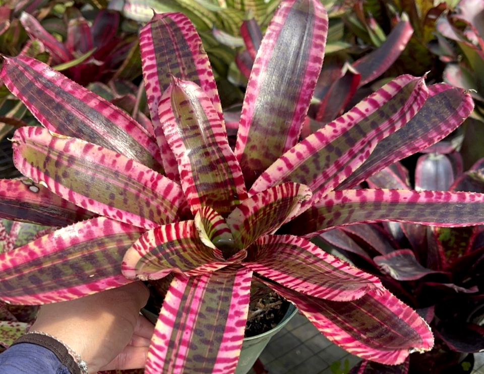 Bromeliad NEOREGELIA ‘Pandemonium’ *Bromeliad Collection* | eBay