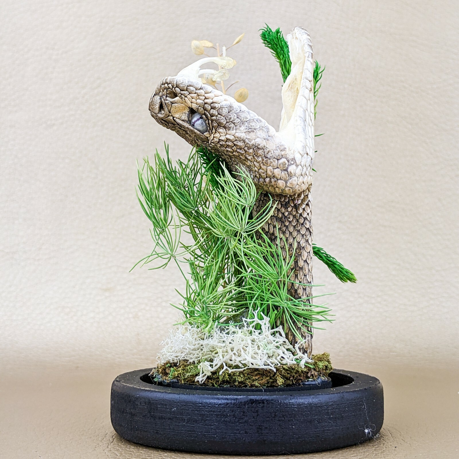 Rattlesnake Snake head Glass dome display Taxidermy Oddities ...