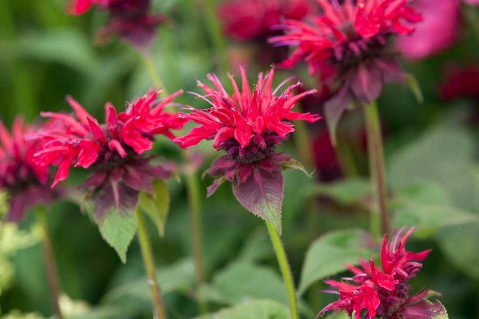 Bee Balm 'Fireball' Live Plant - Ultra Compact Monarda - Blazing Fiery ...