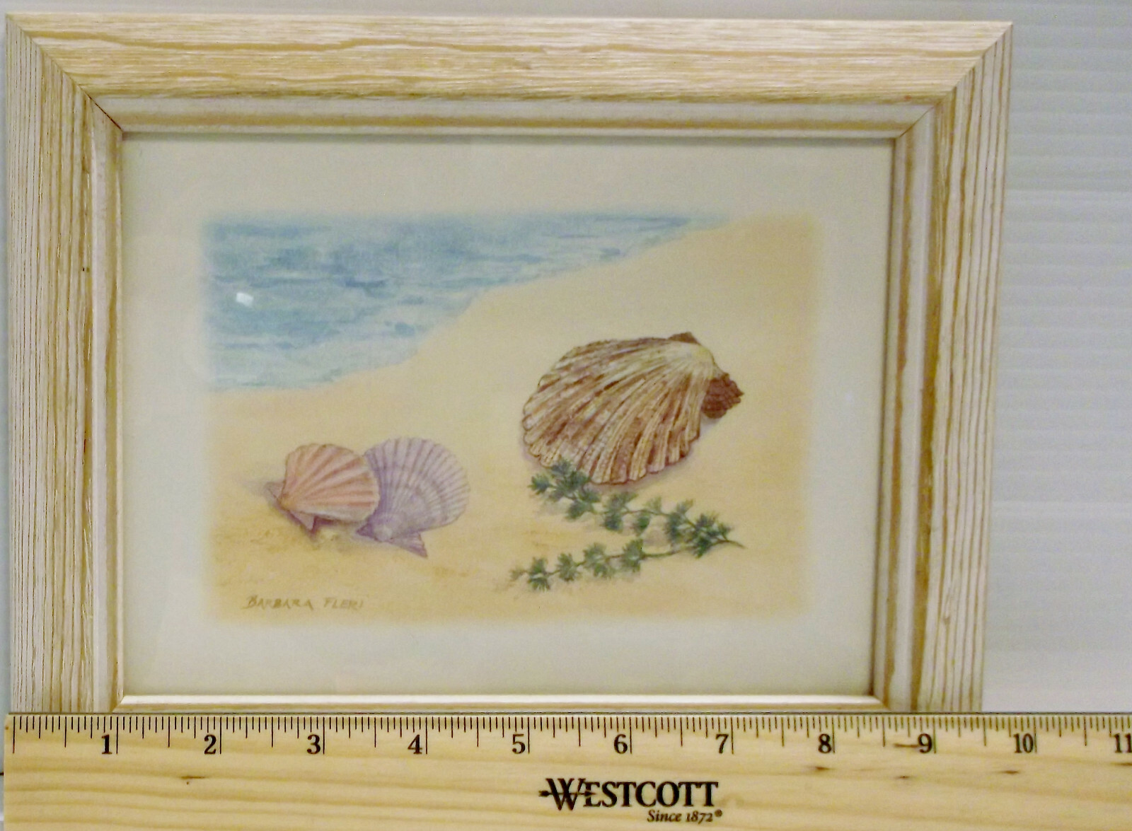 Sea Shore Seashells Print Barbara Fleri Signed Whitewash Wood Framed | eBay