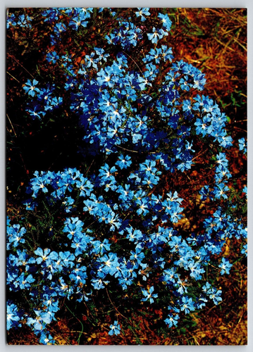 Postcard Australia Post Card Western Australian Wild Flowers Blue | eBay